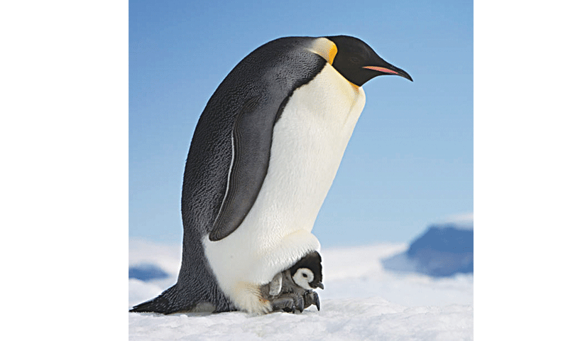 The best dads of the animal world - Magazines - DAWN.COM