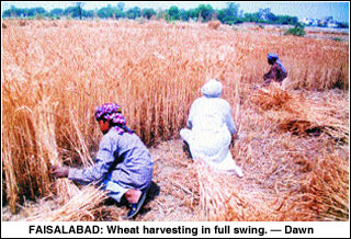 Experts warn govt against exporting surplus wheat - Newspaper - DAWN.COM