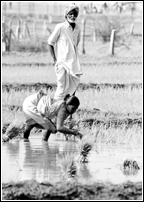 Direct seeding method popular among rice farmers - Newspaper - DAWN.COM