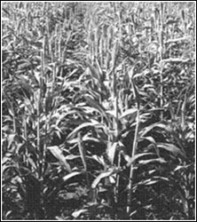 Inter-cropping sorghum with legumes - Newspaper - DAWN.COM