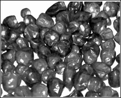 Managing ‘aflatoxin’ in chilli crop - Newspaper - DAWN.COM