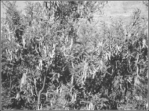 Mesquite: a valuable desert plant - Newspaper - DAWN.COM