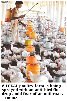 KARACHI: ‘No bird flu in Sindh poultry’ - Newspaper - DAWN.COM