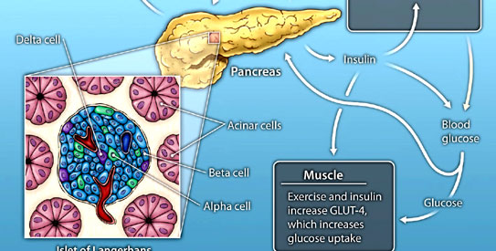 Pancreatic cancer grows slowly, could be caught - DAWN.COM