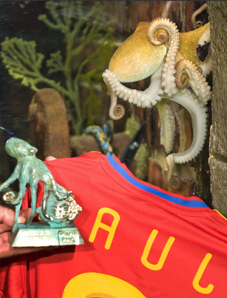 Tribute to Paul the 'psychic' octopus - Sport - DAWN.COM