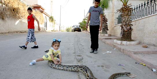 For Palestinian snake charmer pythons are part of the family - DAWN.COM