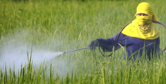 UN science panel urges ban on toxic pesticide - DAWN.COM