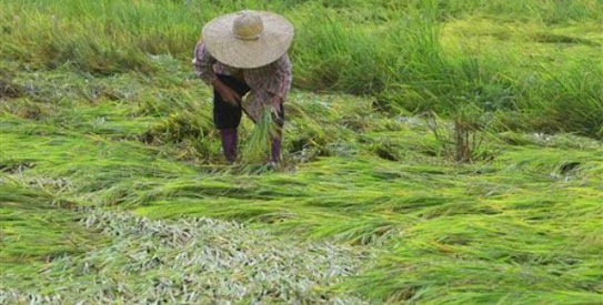 ‘Vertical Farm’ envisions tall future for farming - DAWN.COM