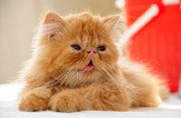 Secret of cats' lapping of milk unveiled - DAWN.COM