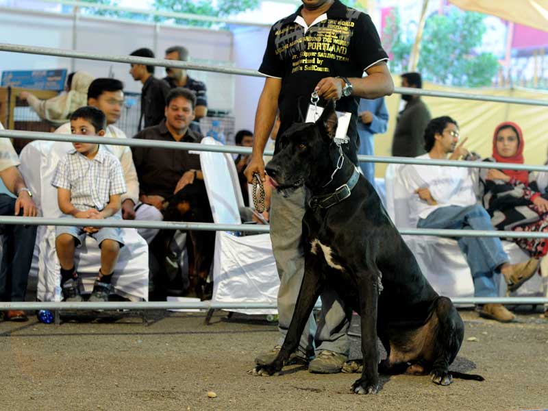 The animal aficionados of Karachi - Pakistan - DAWN.COM