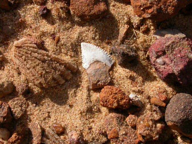 Baluchitherium: The largest land mammal - DAWN.COM