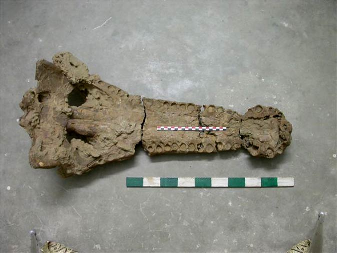 Baluchitherium: The largest land mammal - DAWN.COM