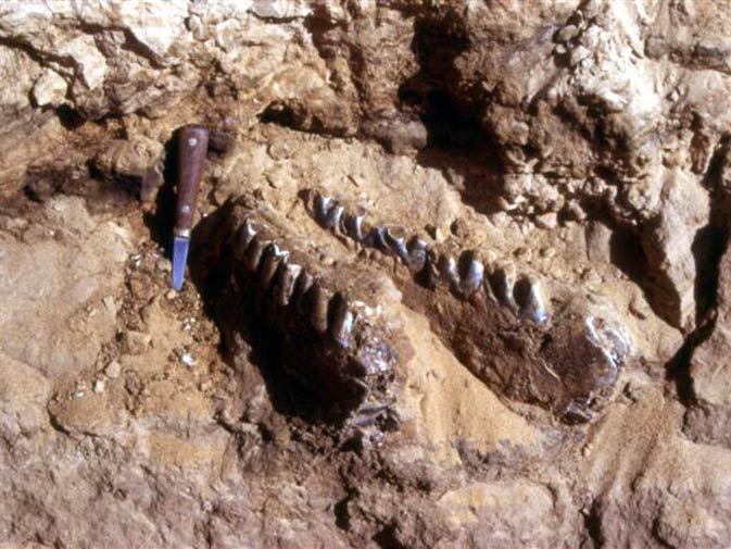 Baluchitherium: The largest land mammal - DAWN.COM