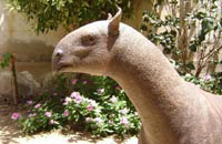 Baluchitherium: The largest land mammal - Pakistan - DAWN.COM