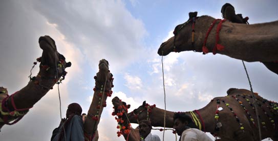 Camels falling prey to mysterious disease - Newspaper - DAWN.COM
