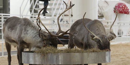 Bed down with reindeer at Berlin show on Hinduism - DAWN.COM