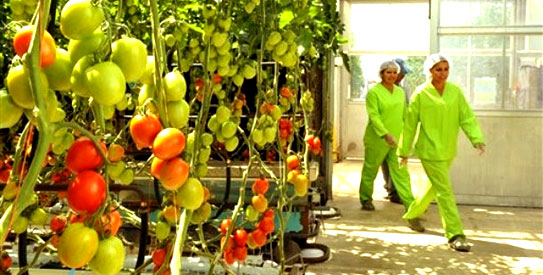 World needs global food system overhaul - DAWN.COM