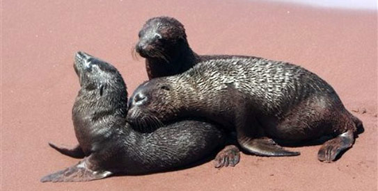 Rat kill begins in Galapagos Islands - DAWN.COM