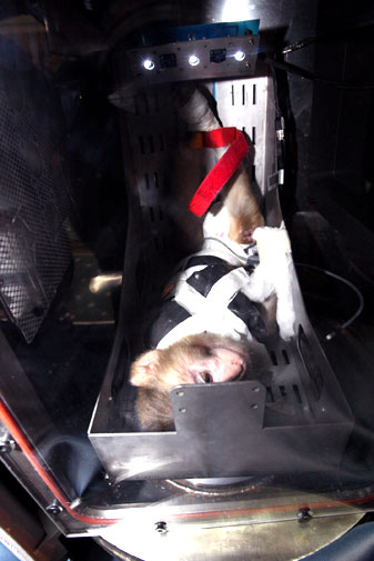 Space monkey from Iran - DAWN.COM