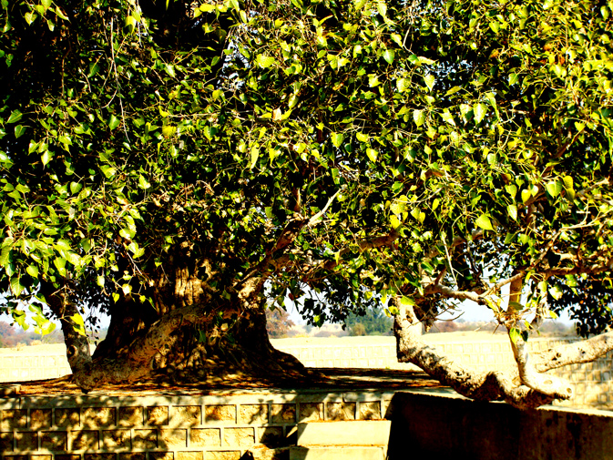 Gah: Manmohan Singh’s birthplace in Pakistan - Pakistan - DAWN.COM