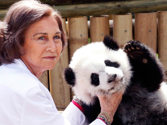 The crouching pandas in Madrid - DAWN.COM