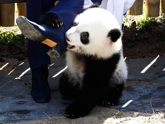 The crouching pandas in Madrid - DAWN.COM