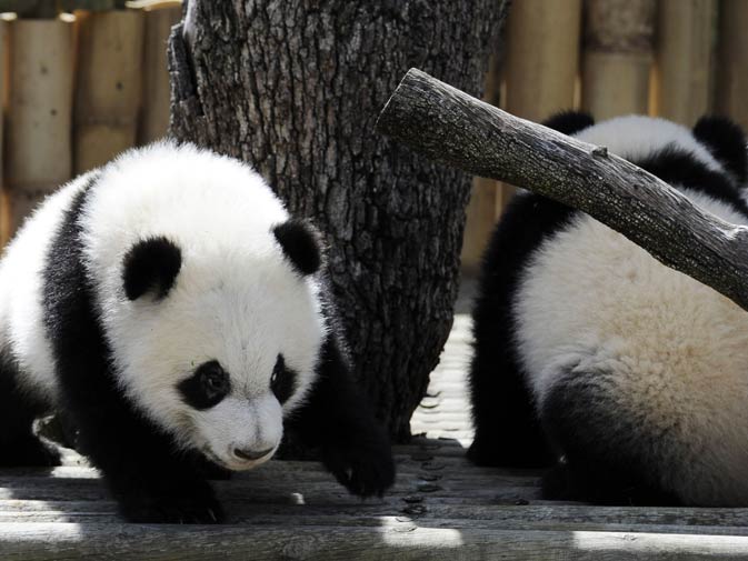 The crouching pandas in Madrid - DAWN.COM