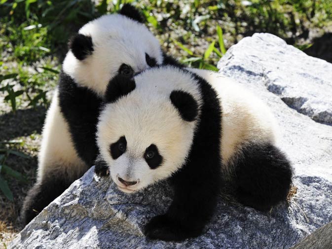 The crouching pandas in Madrid - DAWN.COM