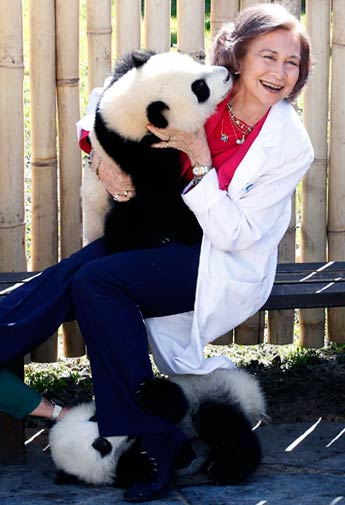 The crouching pandas in Madrid - DAWN.COM