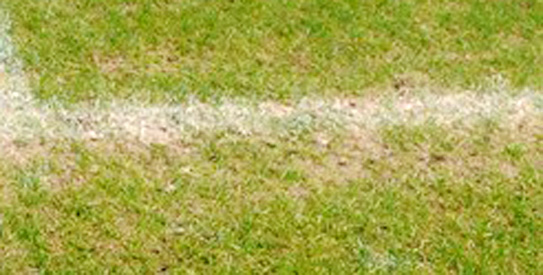 Bad pitch quality a concern in Bundesliga - Sport - DAWN.COM