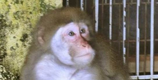 Malaysian monkey malaria ‘could spread in humans’ - DAWN.COM