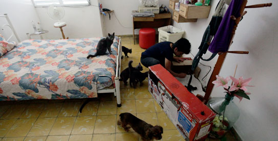 'Cuban blue' cats said to be new breed - DAWN.COM