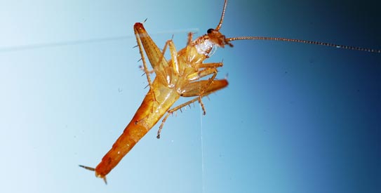 New cockroach found in South Africa reserve - DAWN.COM