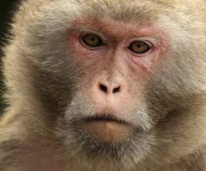 Experimental AIDS vaccine shows promise in monkeys - DAWN.COM