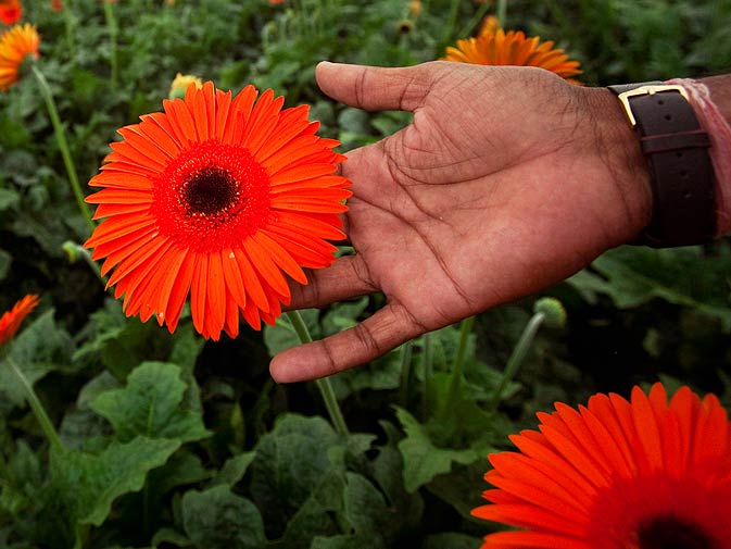 Rupees blossom in Satara - DAWN.COM