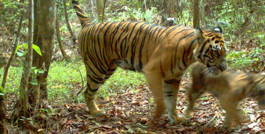 Endangered Sumatran tigers frolick on forest video - DAWN.COM