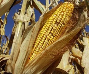 Field trials of genetically modified corn - Newspaper - DAWN.COM