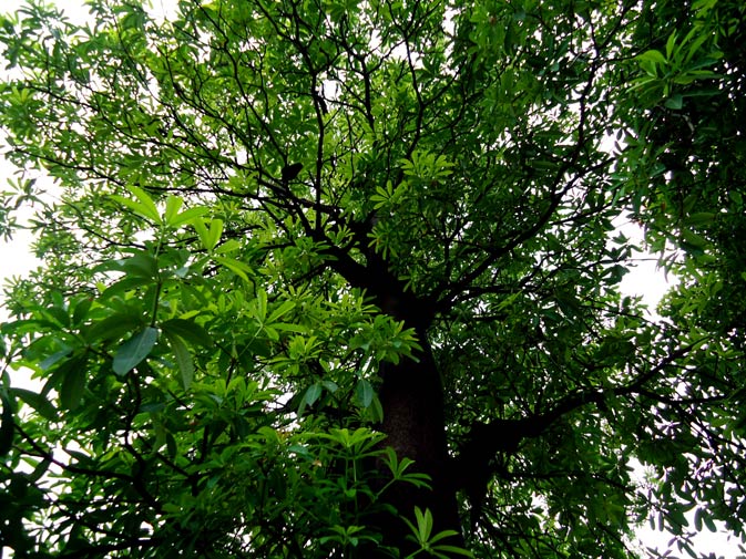 Lahore: Green in rain - Pakistan - DAWN.COM