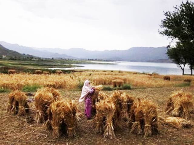 Stiff competition throttles Pakistan's wheat export - Business - DAWN.COM