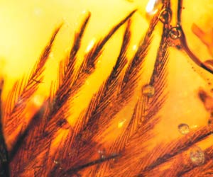 Amber reveals dinosaur diversity - DAWN.COM