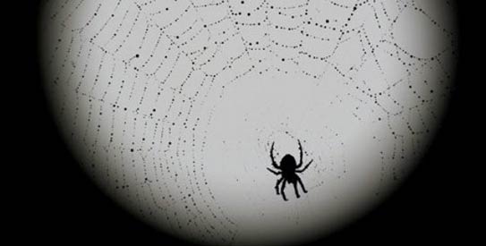 Bullet proof material from spider silk - DAWN.COM