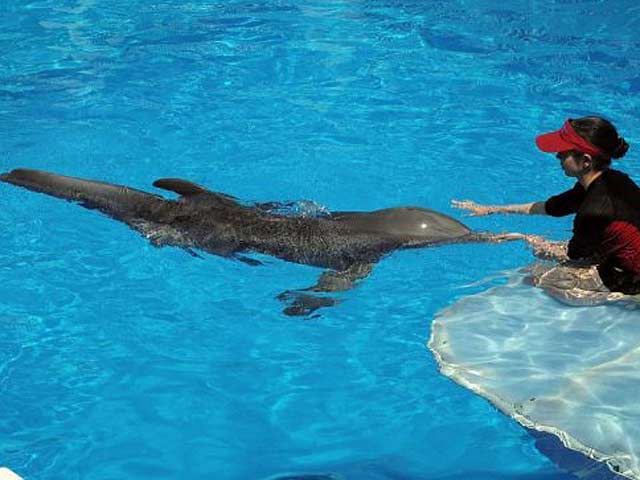 True story of Florida dolphin inspired Hollywood film - DAWN.COM