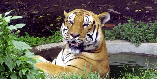 Nepal scientists to ‘poo-print’ tigers - DAWN.COM