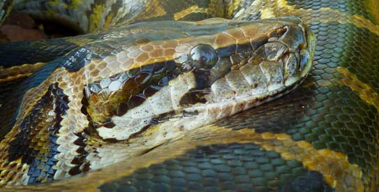 Pythons’ big hearts hold clues for human health - DAWN.COM