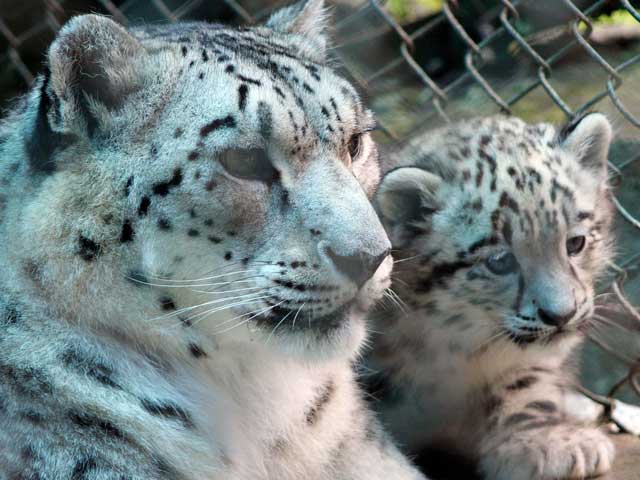 Nepal children to track elusive snow leopard - DAWN.COM