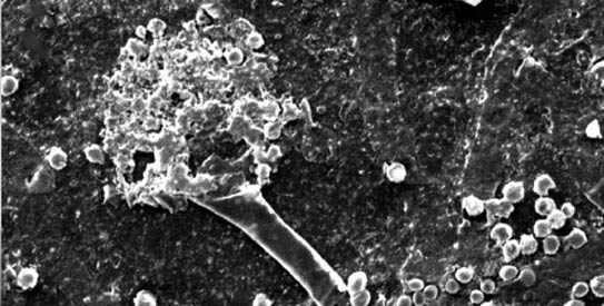 Fungi join the DNA barcode club as the technique booms - DAWN.COM