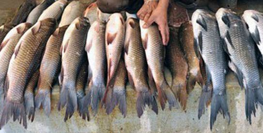 Poor temperature control spoiling fish - Pakistan - DAWN.COM