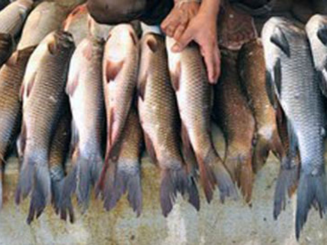 Poor temperature control spoiling fish - Pakistan - DAWN.COM