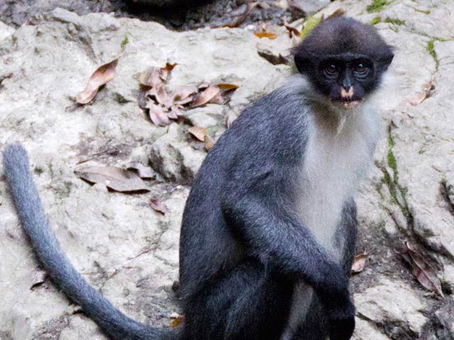 Rare monkey is rediscovered in Borneo - DAWN.COM