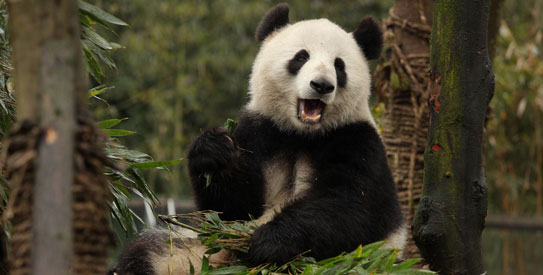 Six pandas amble toward freedom in China preserve - DAWN.COM